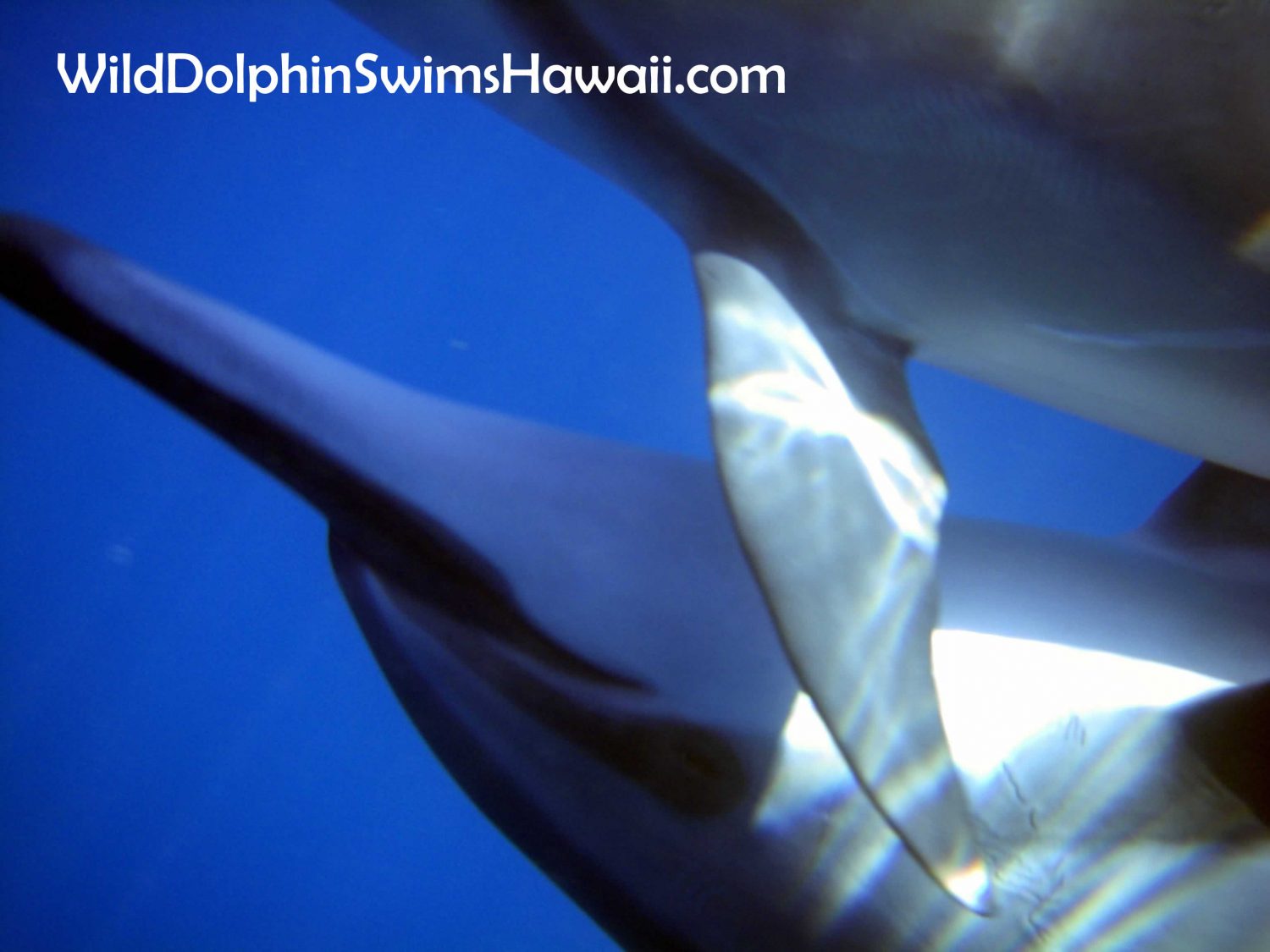 Facts About Dolphins and Their Behavior - How to Draw Dolphins