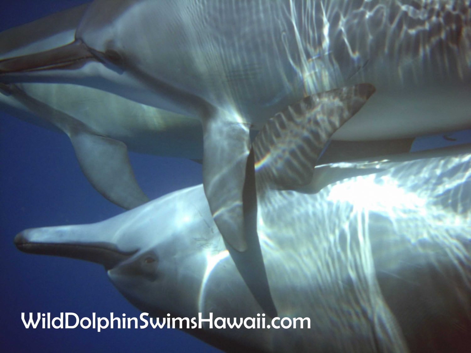 Facts About Dolphins and Their Behavior - How to Draw Dolphins